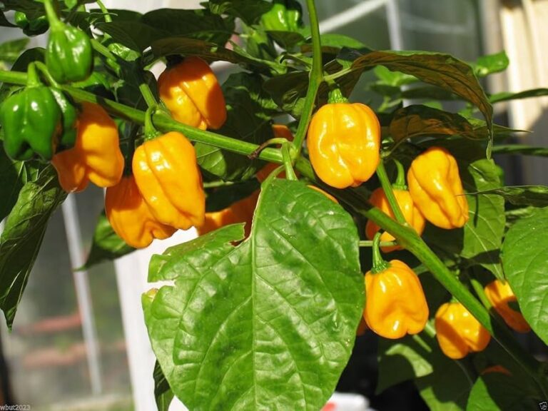 Piment Big Sun à Dakar, Sénégal - Pépinière Sénégal