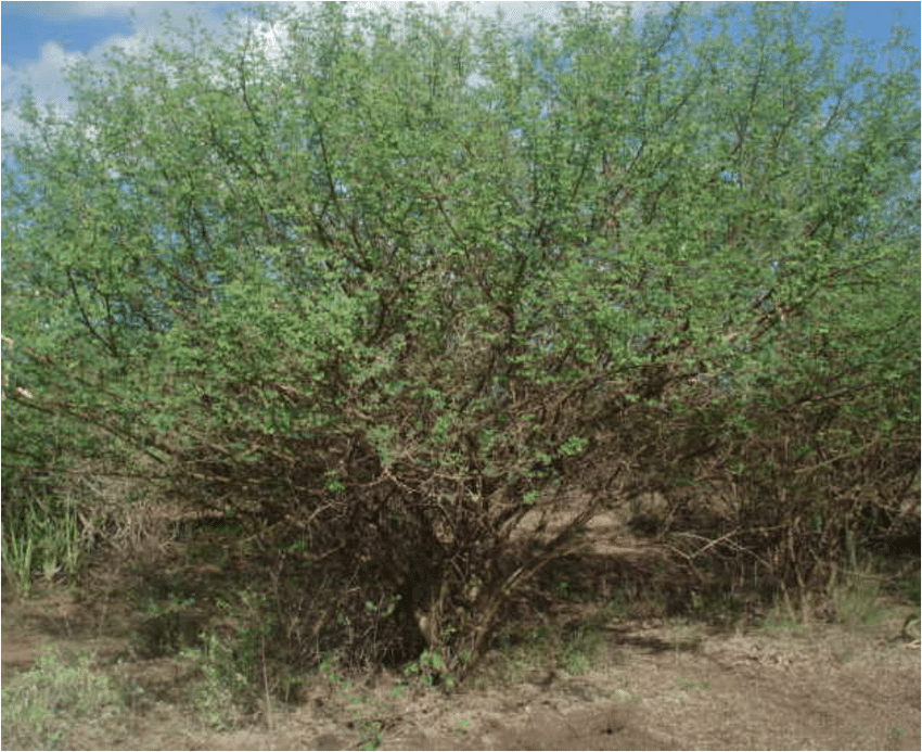 Acacia melifera - Pépinière Sénégal