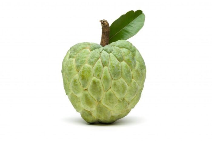 Attier Pomme Cannelle - Pepiniere Sénégal
