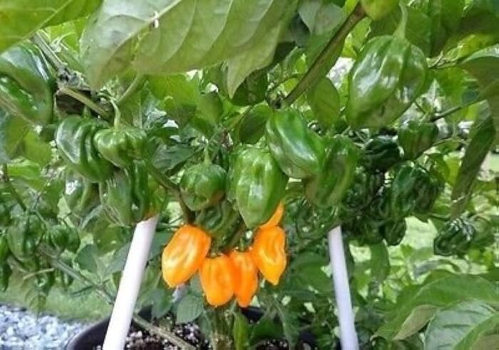 Piment Big Sun - Pepiniere Sénégal