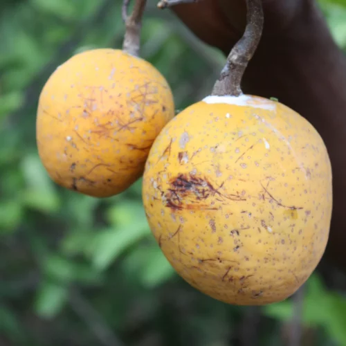 Saba Senegalensis Dakar - Pépinière Sénégal