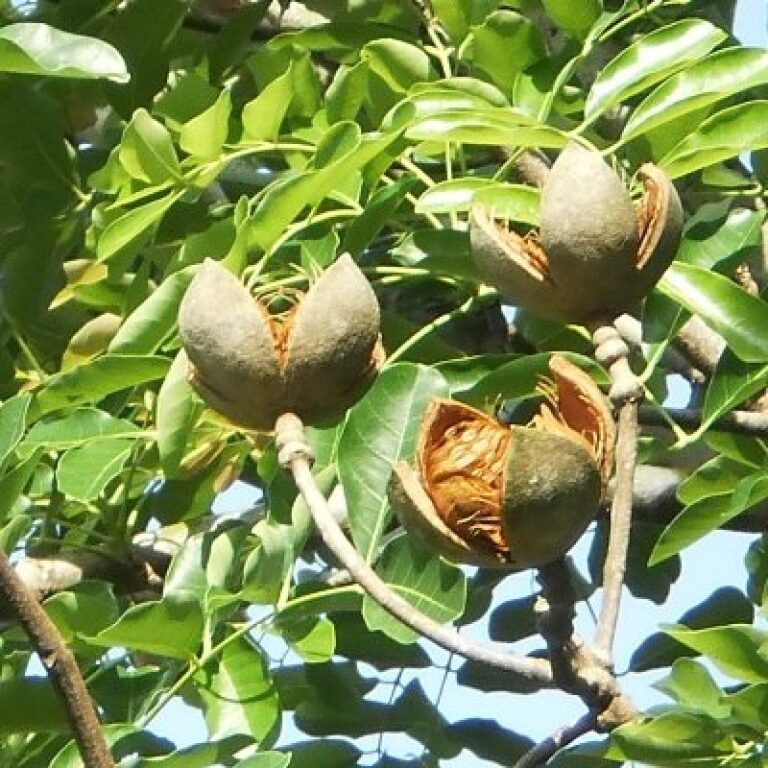 Khaya senegalensis (caïlcédrat) - Dakar, Pépinière Sénégal