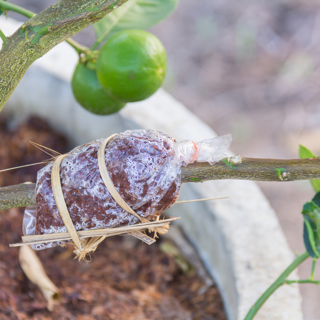 Greffon Citronnier à Dakar, Sénégal - Pépinière Sénégal