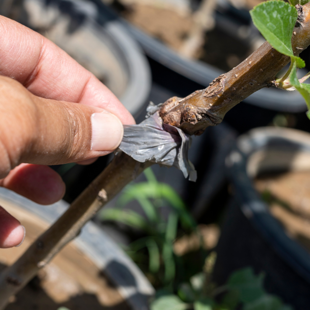 Greffon Pommier à Dakar, Sénégal - Pépinière Sénégal