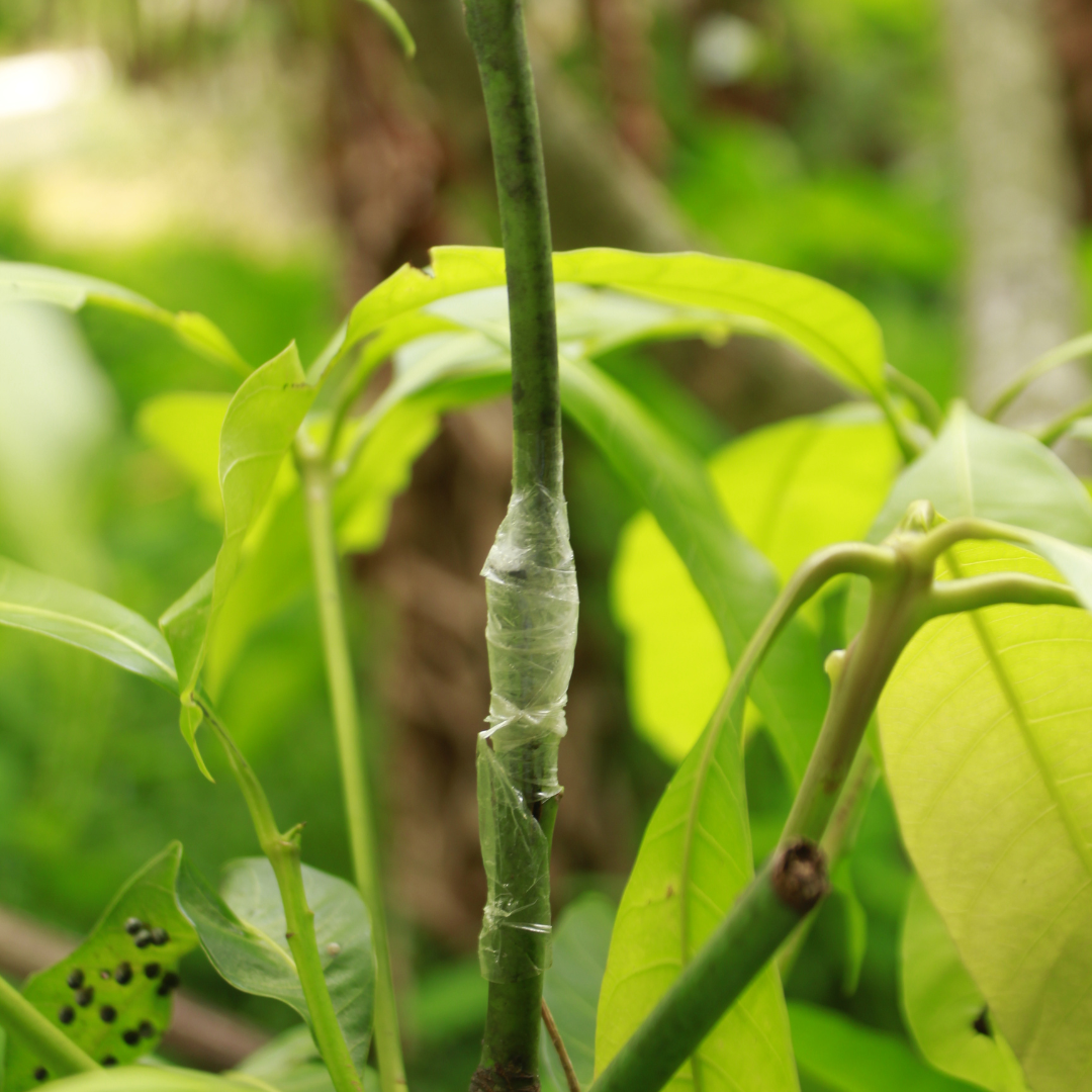 Greffon Manguier à Dakar, Sénégal - Pépinière Sénégal