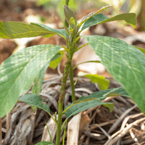 Greffon Avocatier à Dakar, Sénégal - Pepiniere Sénégal
