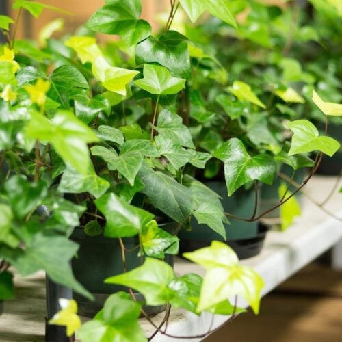 HEDERA Dakar, Sénégal - Pépinière Sénégal