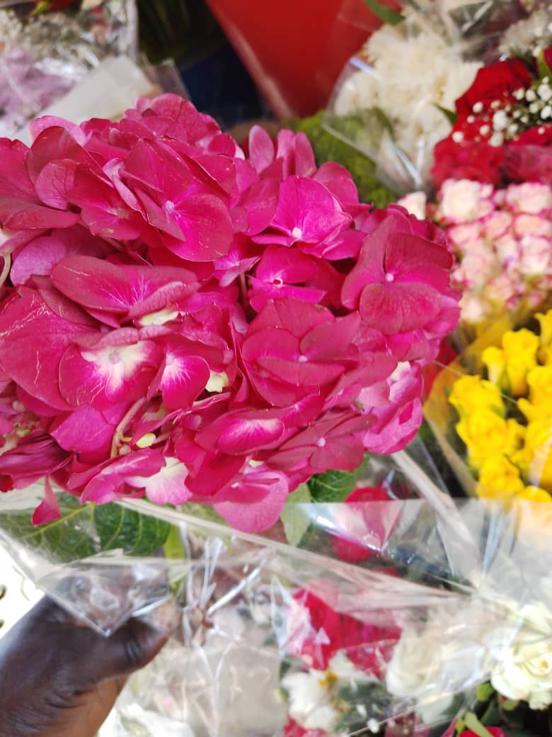 Bouquets de Fleur Hortensia Rouge à Dakar, Sénégal - Pépinière Sénégal